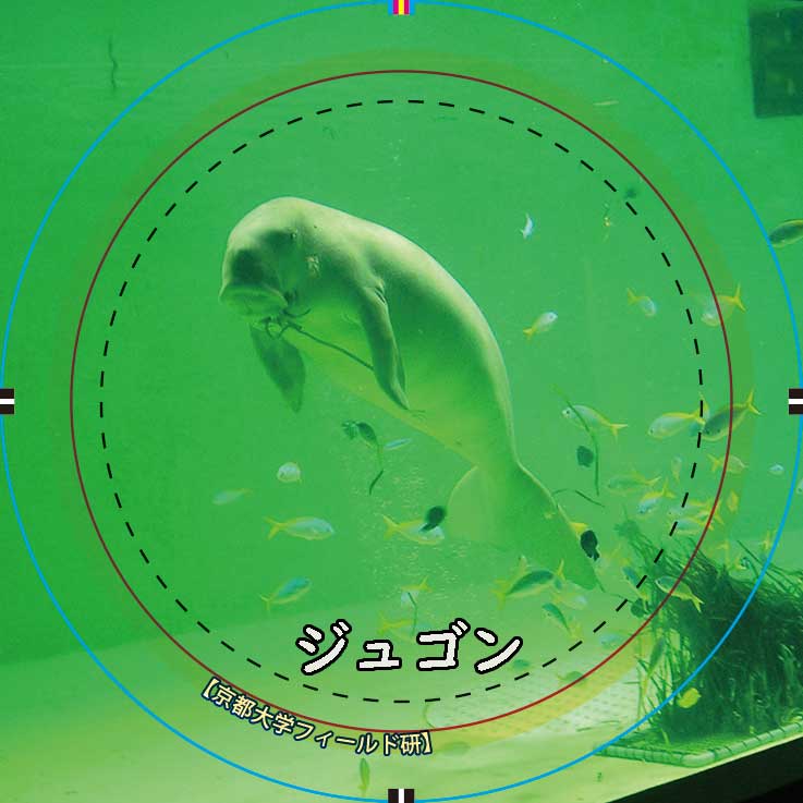 06_jugon-44mm | きょうと☆いきものフェス2024 | 事業報告 | fserc映像データベース