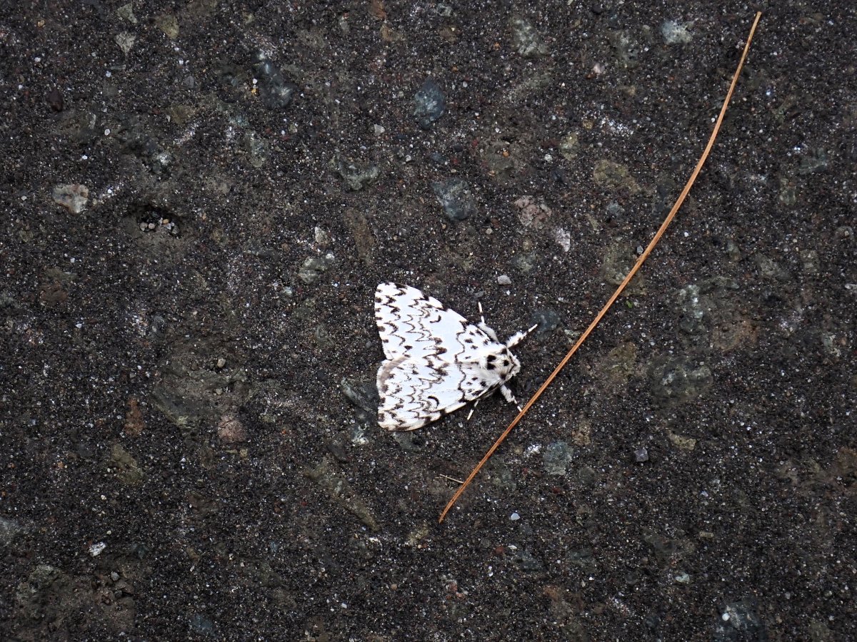 news61 | FSERC News | fserc映像データベース