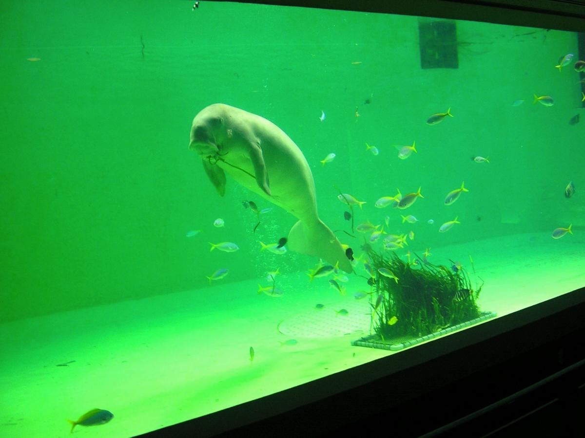 06_jugon | いきもの写真 | 広報資料 | fserc映像データベース